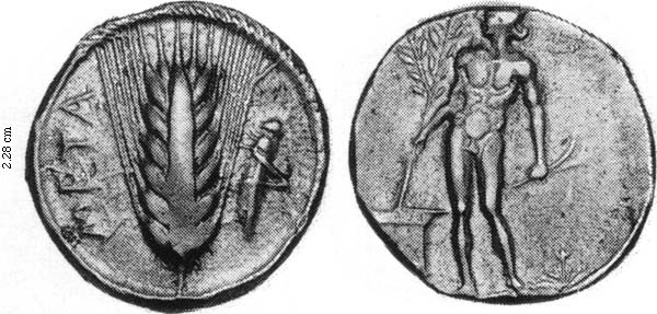 nomos/stater of Metapontion, 440 BC ca
